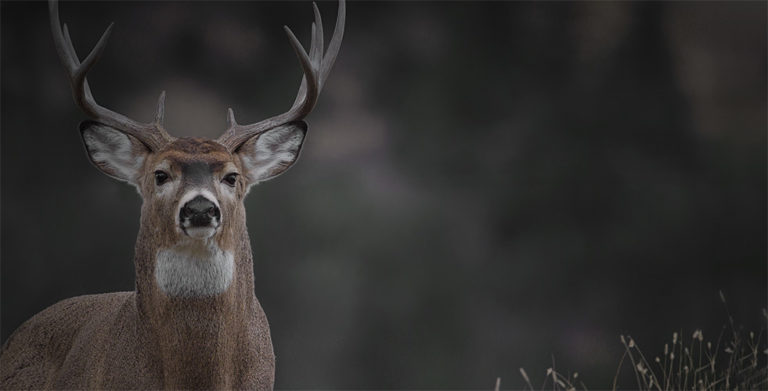 main_deer - Midwest Whitetail Adventures