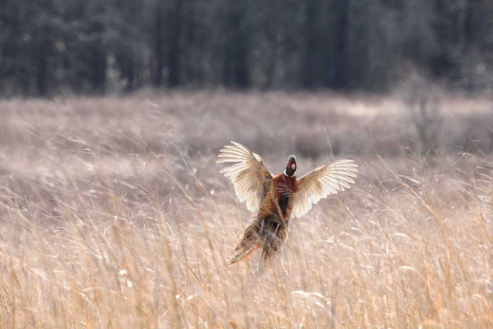 pheasant-hunt-packages - Midwest Whitetail Adventures