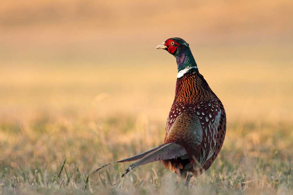 pheasant-waterfowl-hunts - Midwest Whitetail Adventures