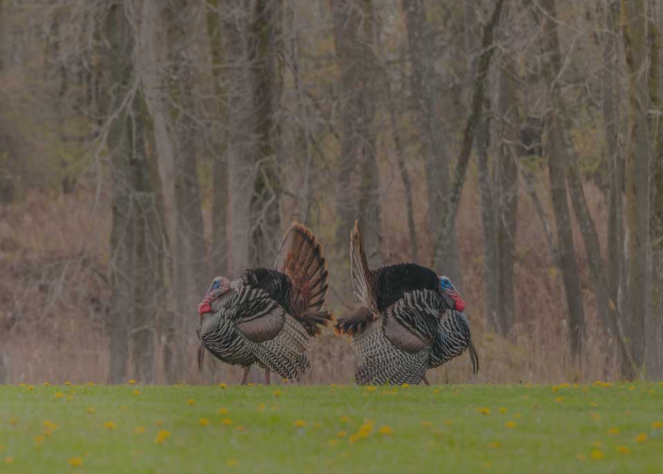 wild-turkey-hunt - Midwest Whitetail Adventures