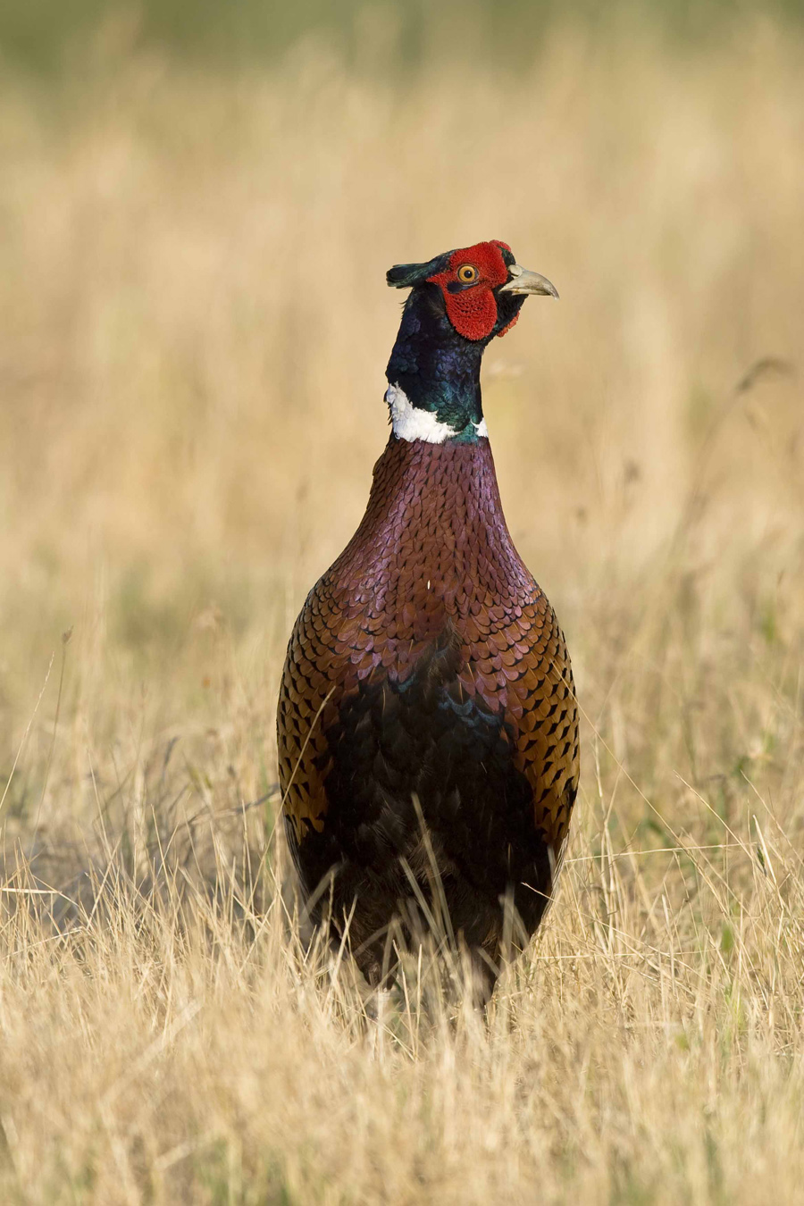 pheasant-standing-in-dry-grass - Midwest Whitetail Adventures
