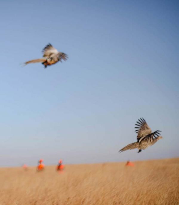 Pheasant Hunts - Native & CSA Hunts - 5 star Lodge - 777 Outfitters