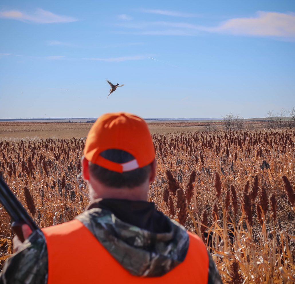 kansas-pheasant-hunt-gallery-8 - Midwest Whitetail Adventures